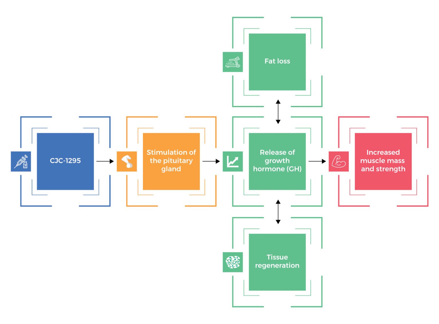 Cjc 1295 - Benefits for Weight loss and Muscle Building