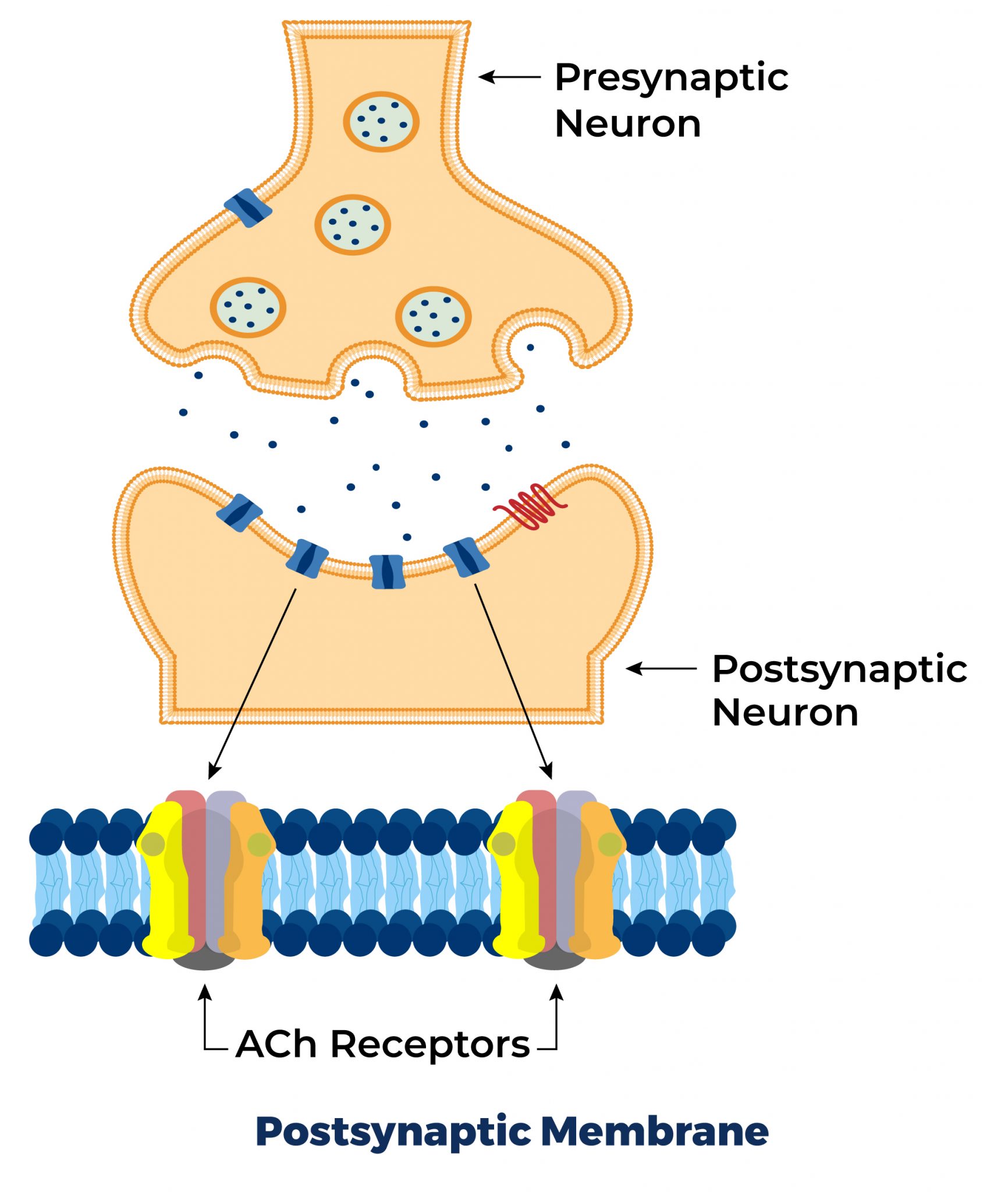 Noopept - Learn Benefits, Dosage & Side Effects | GeneMedics